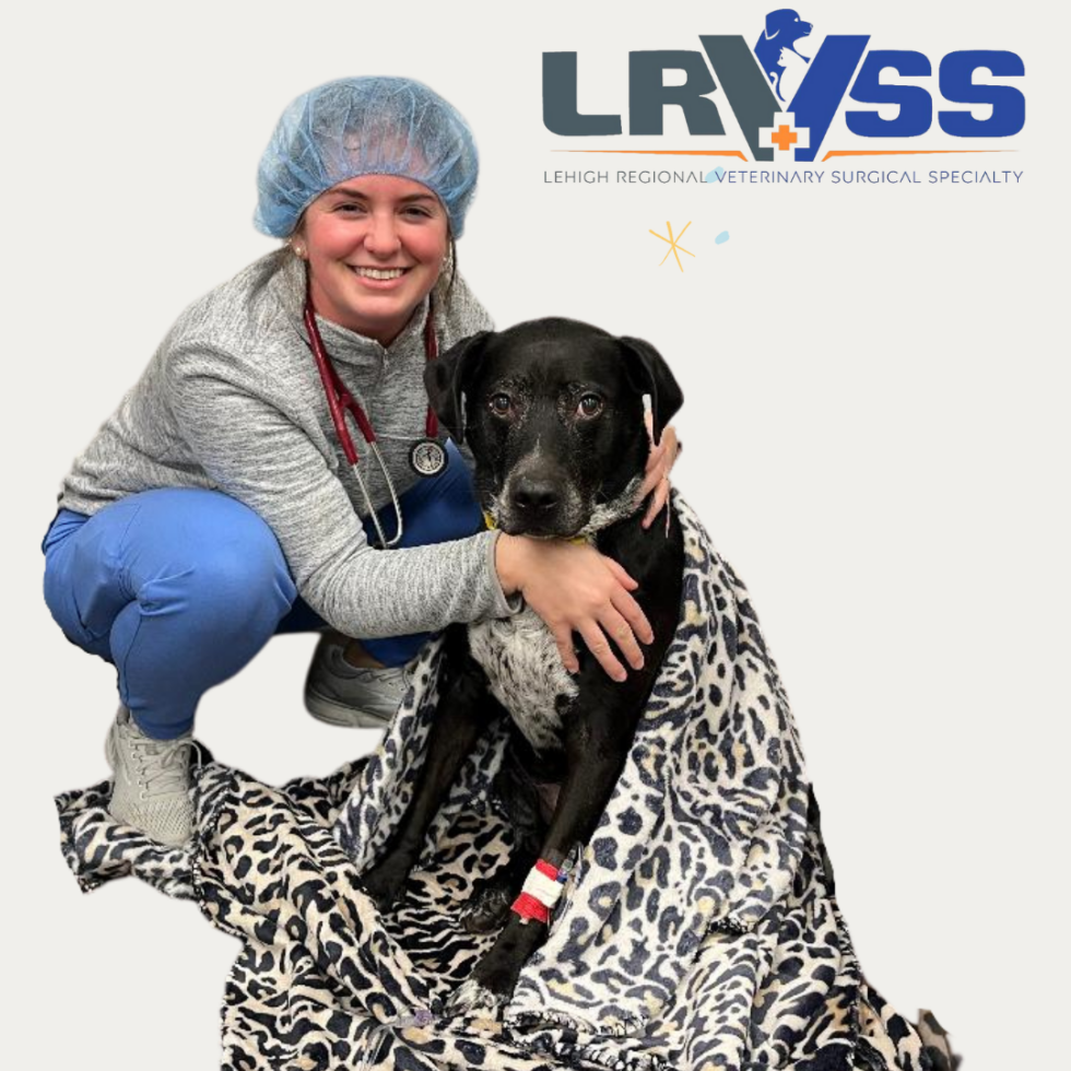 About Lehigh Regional Veterinary Surgical Specialty | Vet In Bethlehem, PA