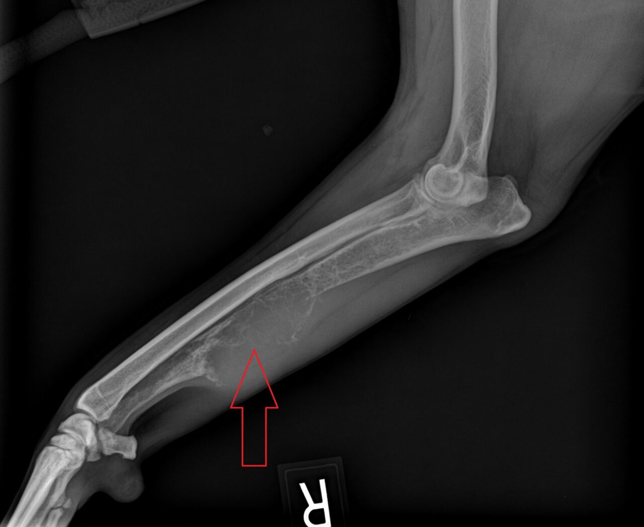 Pet Happy After Amputation | Lehigh Regional Veterinary Surgical Specialty