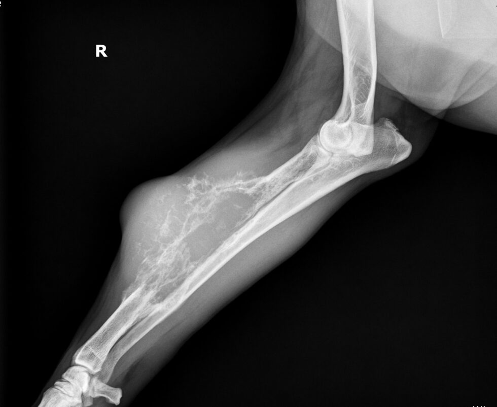 Pet Happy After Amputation | Lehigh Regional Veterinary Surgical Specialty