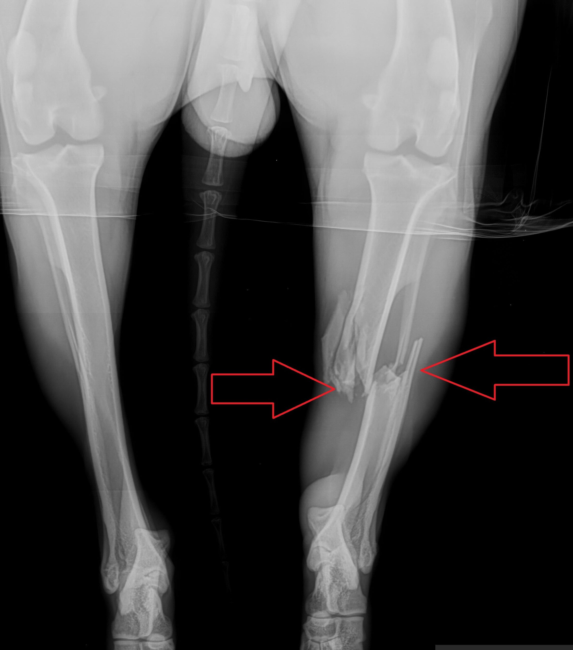 Dog Is In Pain | Lehigh Regional Veterinary Surgical Specialty