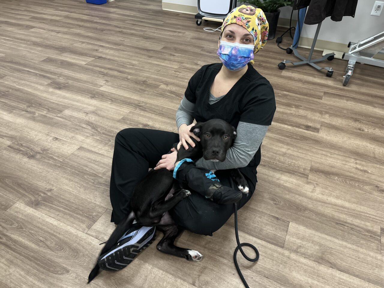 About Lehigh Regional Veterinary Surgical Specialty | Vet In Bethlehem, PA