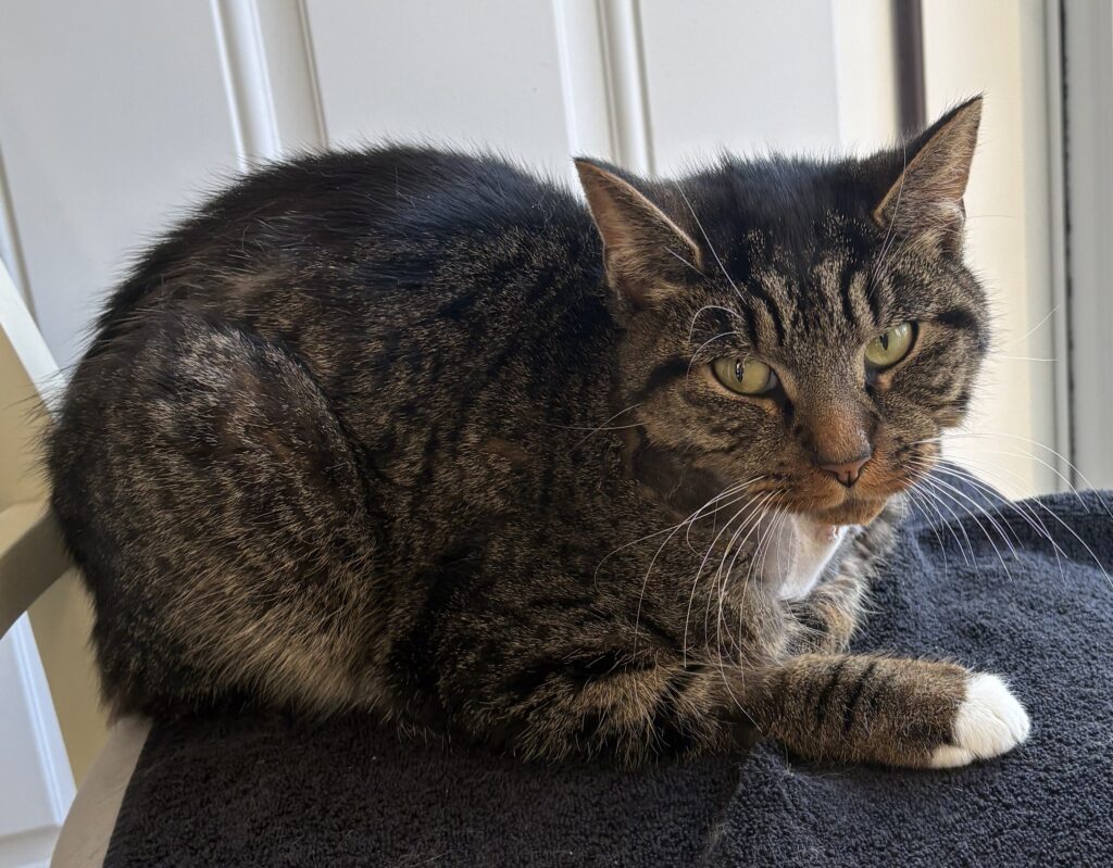 Were Howie’s Diagnosis And Surgery A First? - Lehigh Regional ...