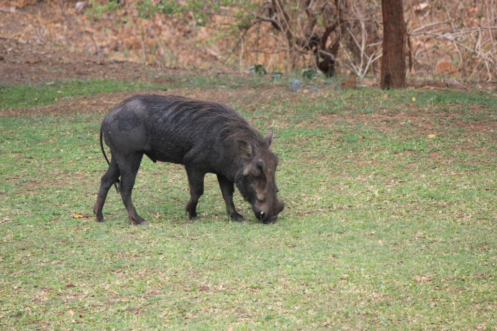 Warthogs Of South Africa: Nature’s Resilient Survivors - Lehigh ...